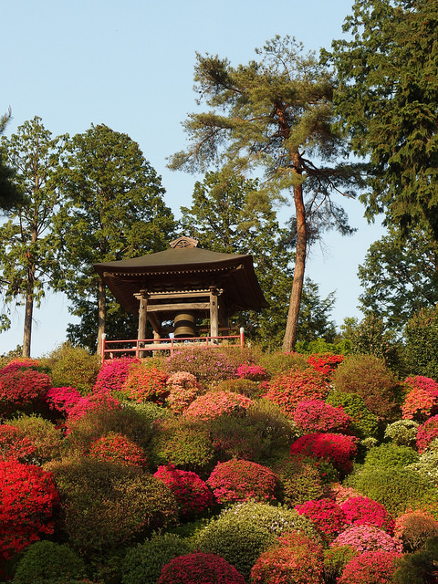 Azaleas | Poems in the wild—Rachel McAlpine