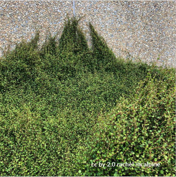 The plant. The wall. | Poems in the wild—Rachel McAlpine